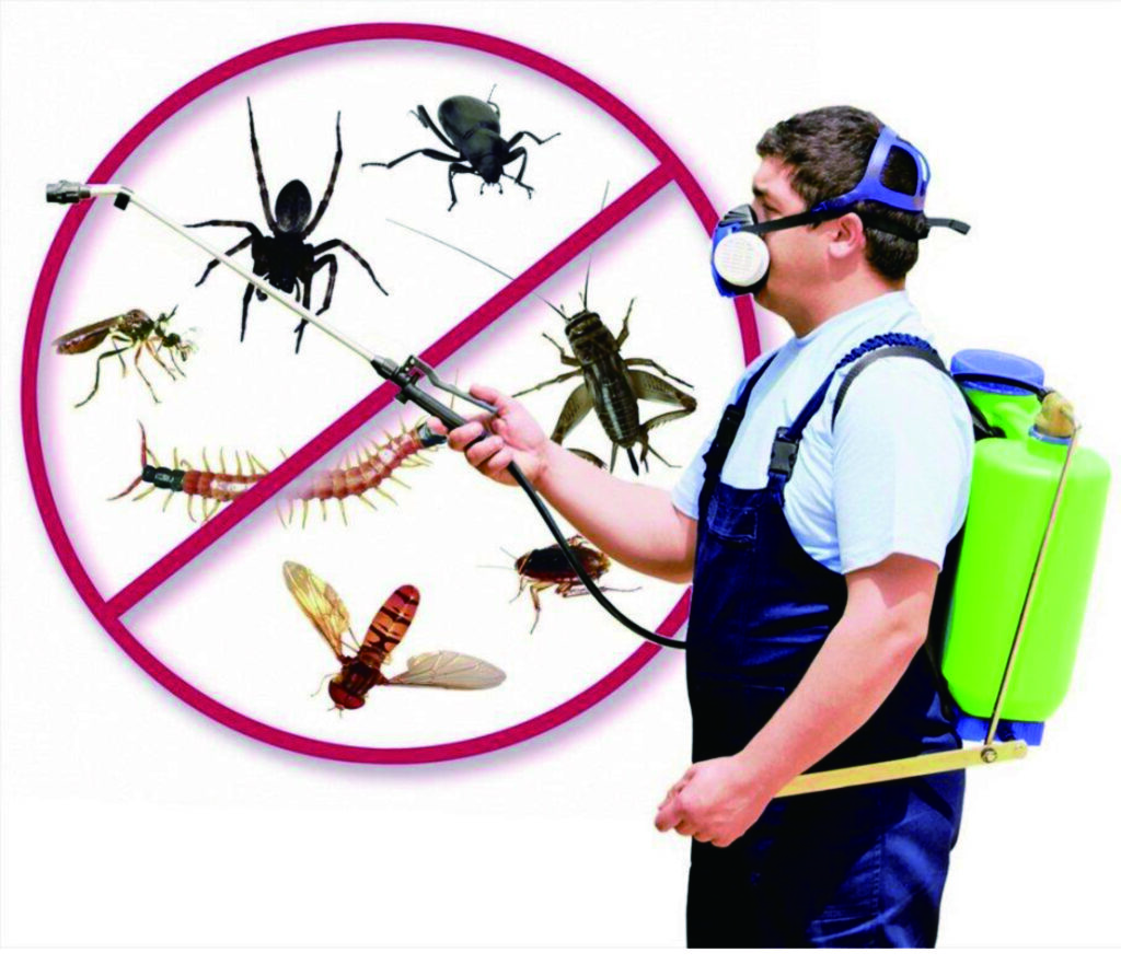 Pest Control 到底是什麽？真的有用嗎？一文讀懂德州蟲害防治全攻略！ – Dallas Chinese Daily